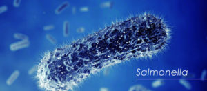 This month, let’s talk about… Salmonella - Certest Biotec - Raw ...
