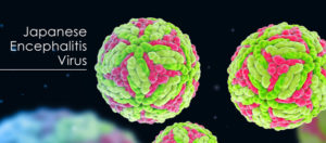This month, let’s talk about Japanese encephalitis virus - Certest ...